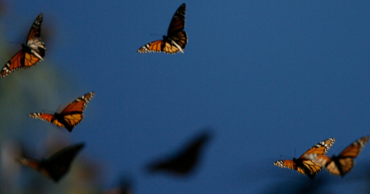 Monarch Butterfly Fund