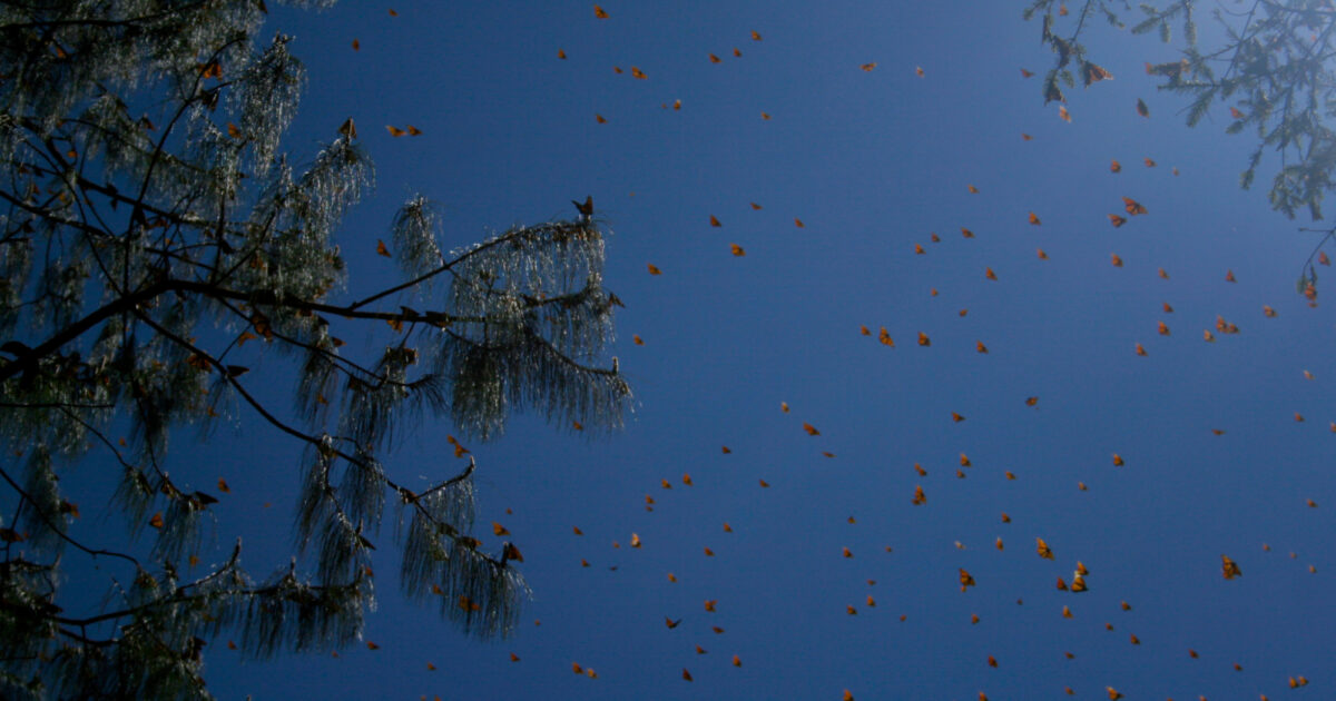 Monarch Butterfly Fund