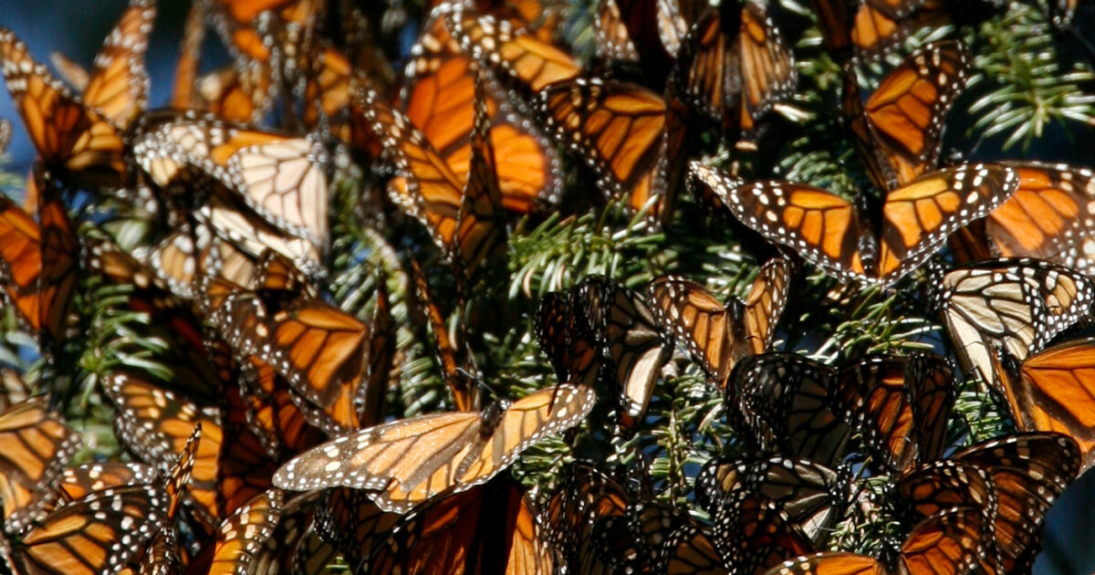 Monarch Butterfly Fund