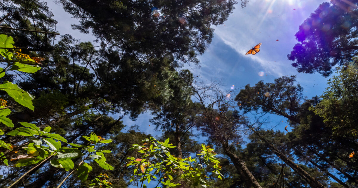 Monarch Butterfly Fund