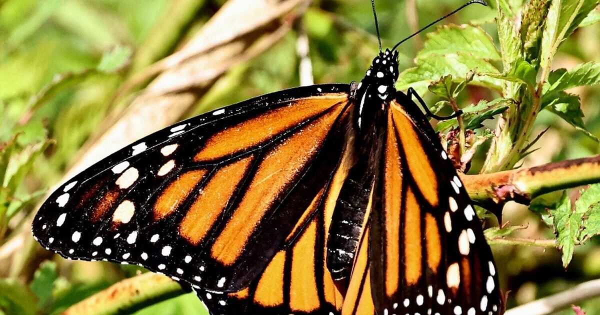 Monarch Butterfly Fund