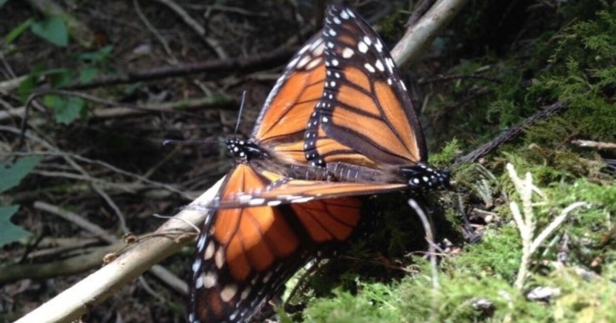 Monarch Butterfly Fund