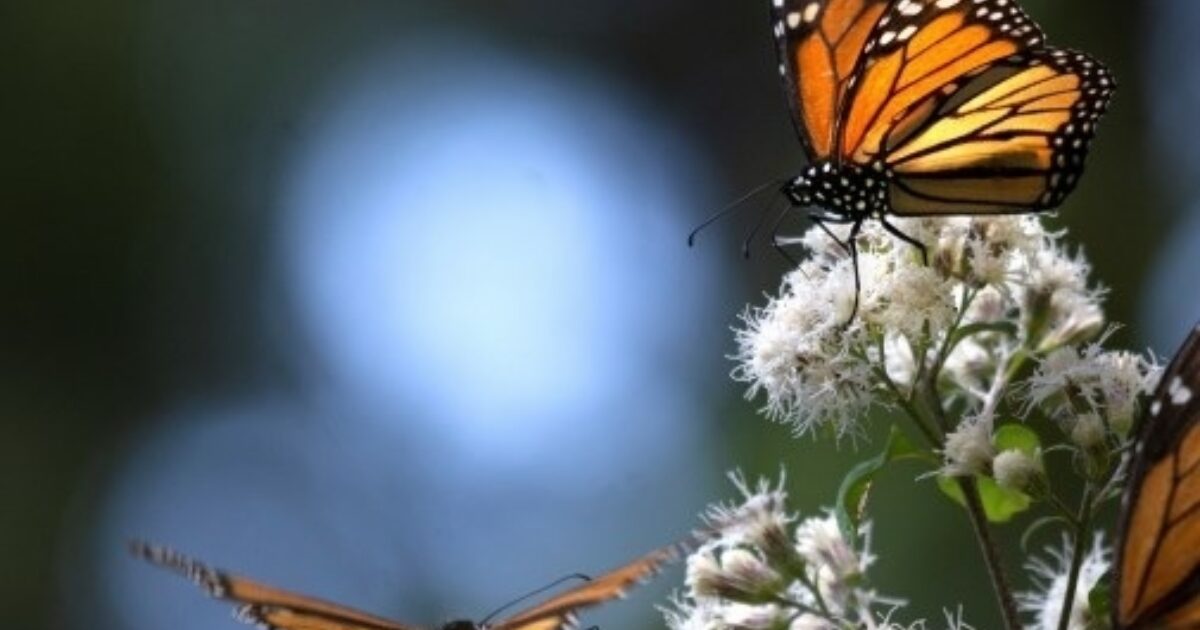 Monarch Butterfly Fund