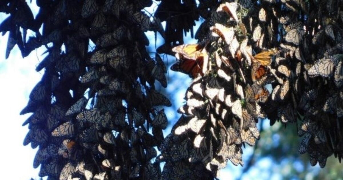 Monarch Butterfly Fund