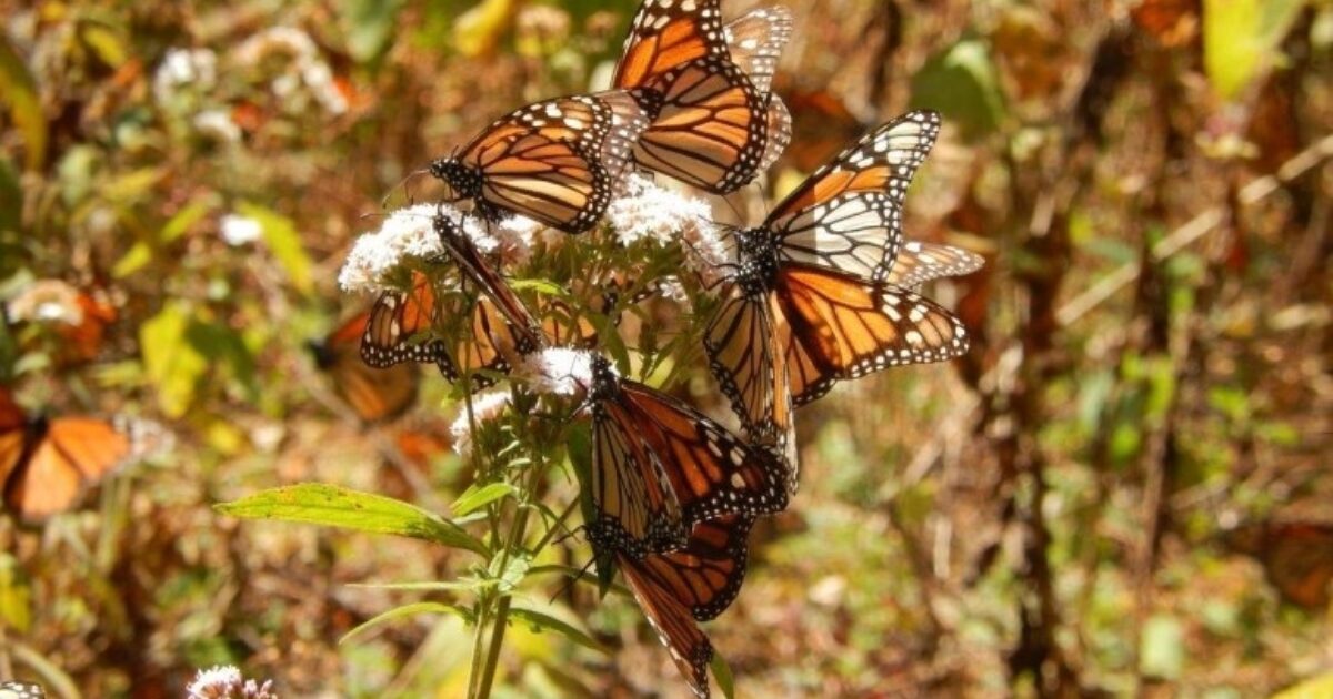 Monarch Butterfly Fund