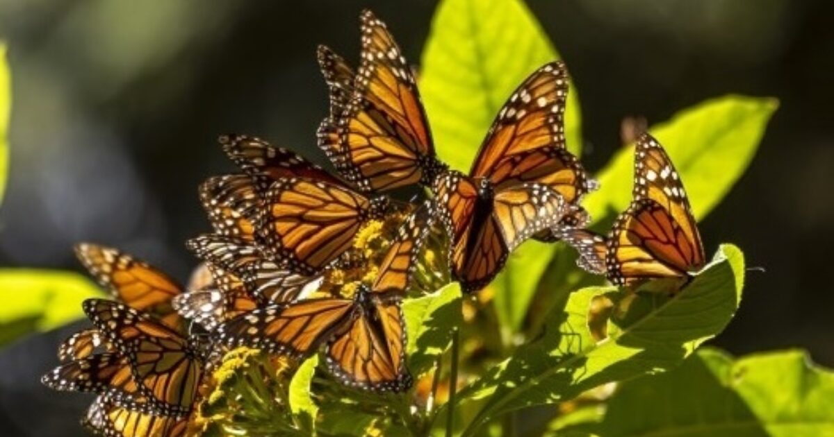 Monarch Butterfly Fund