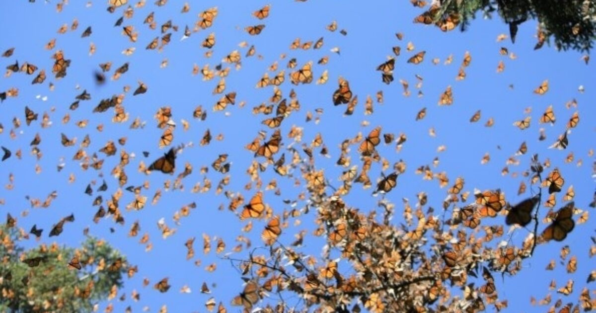 Monarch Butterfly Fund
