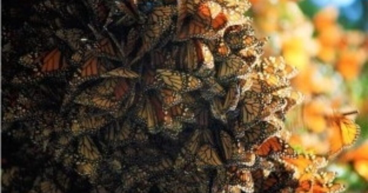 Monarch Butterfly Fund