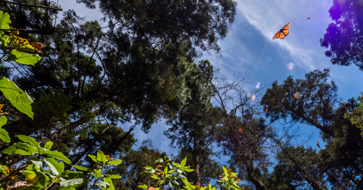 Monarch Butterfly Fund