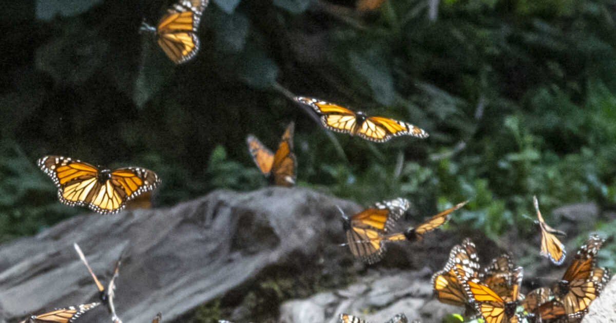 Monarch Butterfly Fund