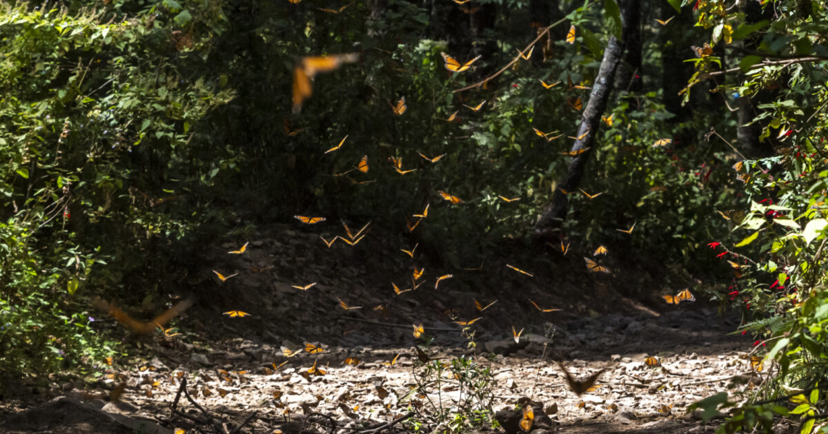 Monarch Butterfly Fund