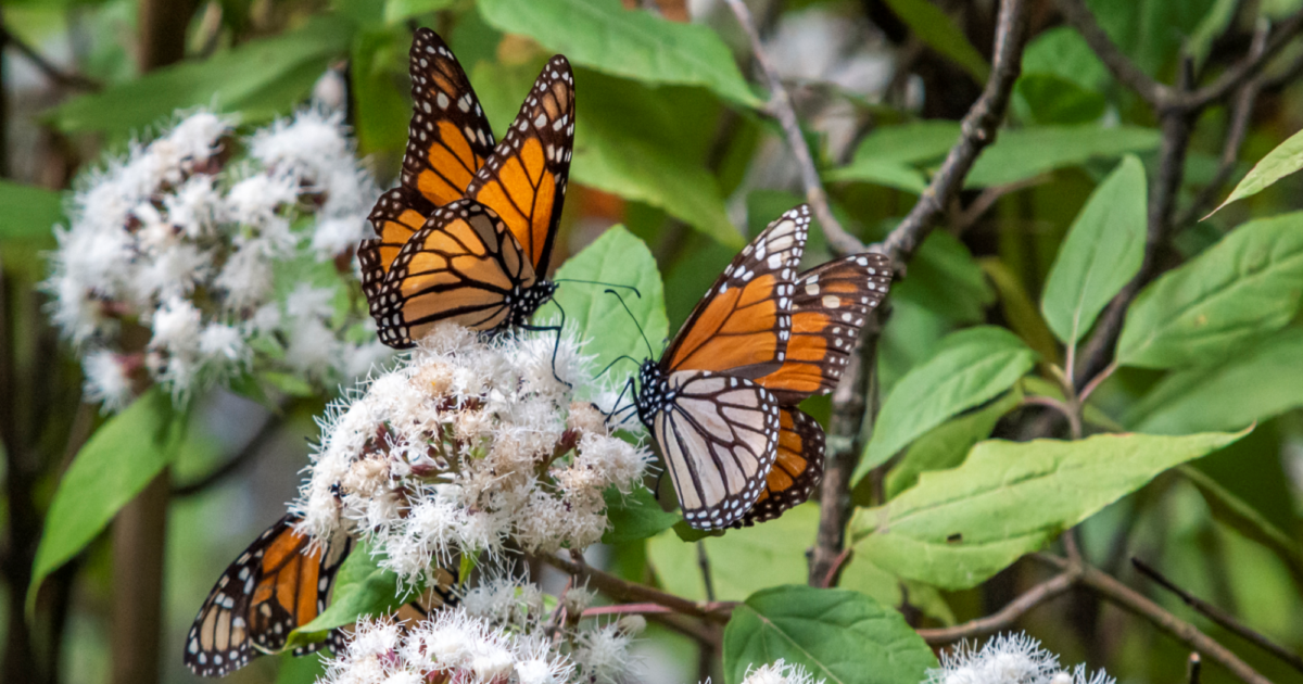 Monarch Butterfly Fund